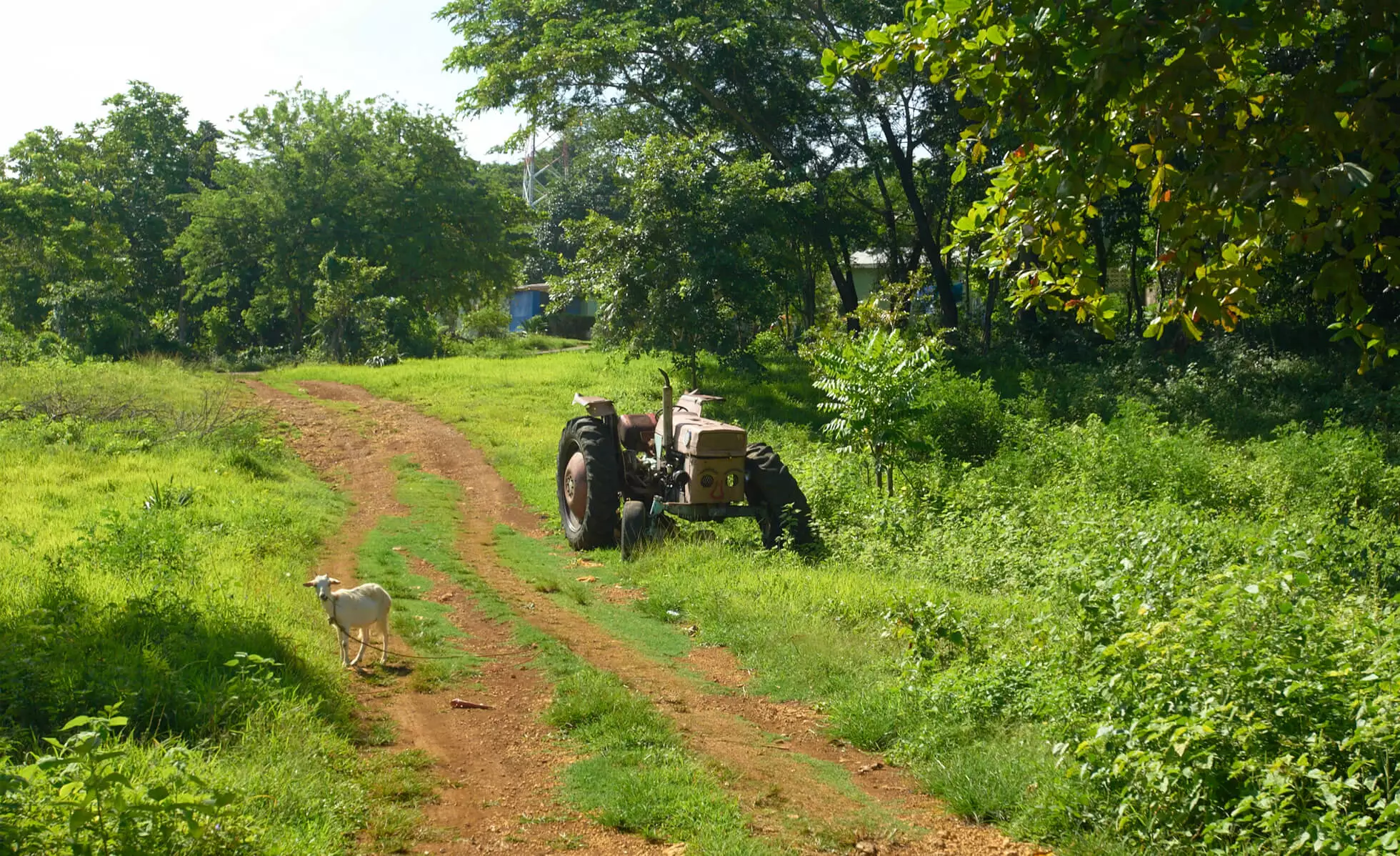 About the Resort & Travel to Jamaica | Bluefields Bay Luxury Villas